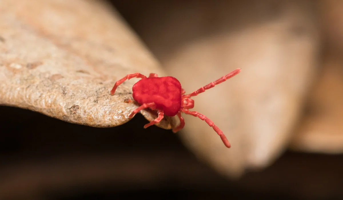 Tiny Red Bugs on Your Windows and Walls: Identification Guide