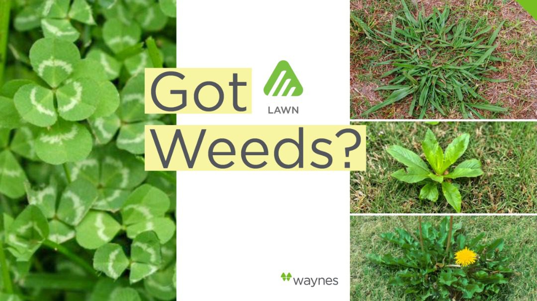 Common Alabama Weeds You May Find On Your Lawn | Waynes Lawn Care