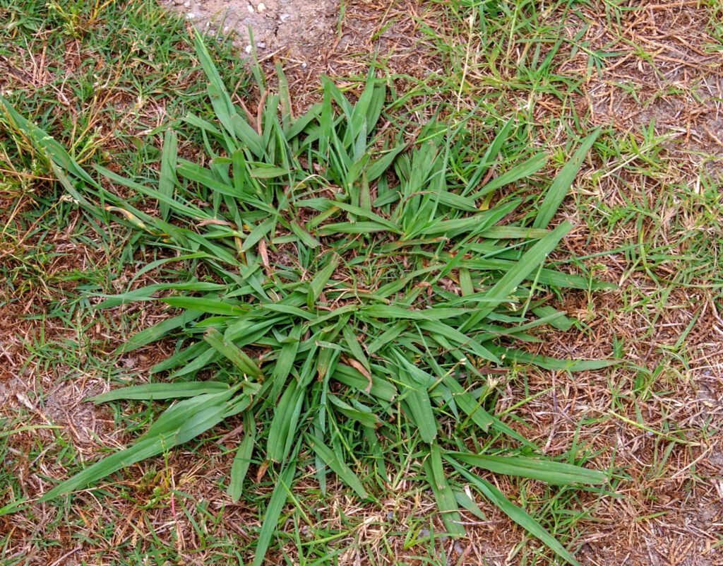 Common Alabama Weeds You May Find On Your Lawn | Waynes Lawn Care