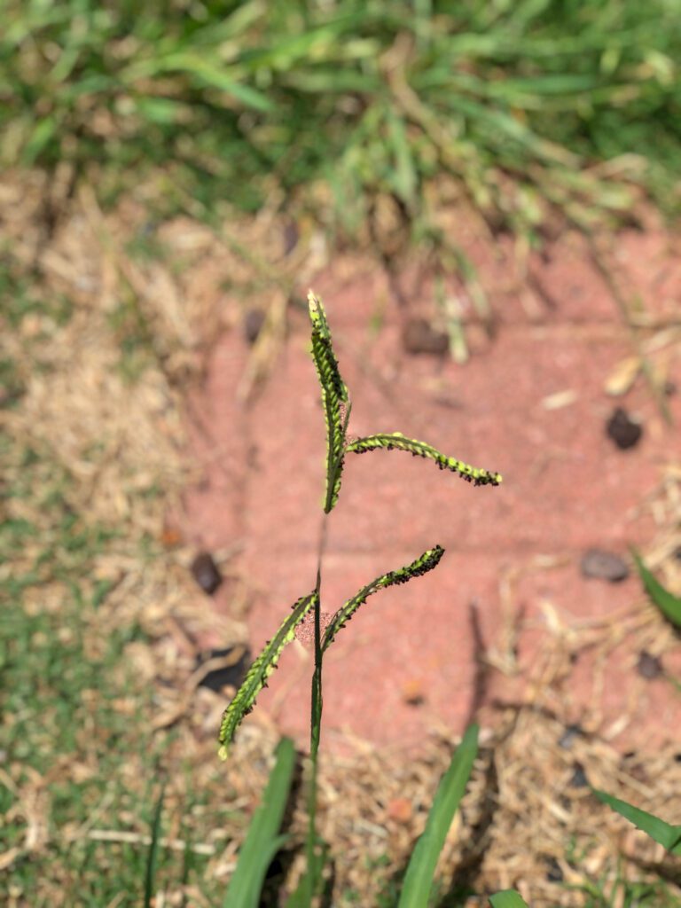 Common Alabama Weeds You May Find On Your Lawn | Waynes Lawn Care