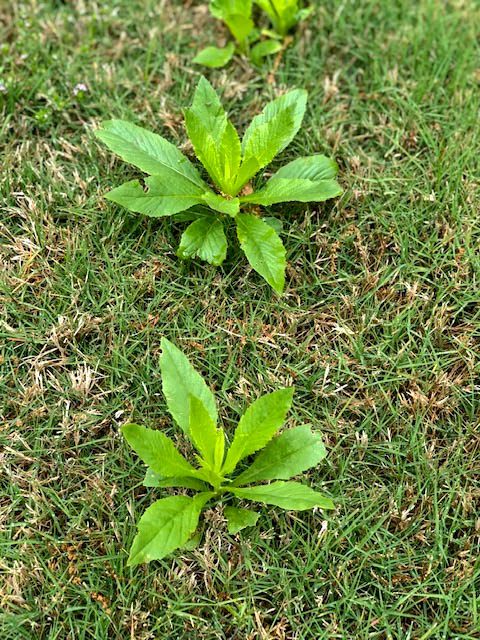 Common Alabama Weeds You May Find On Your Lawn | Waynes Lawn Care