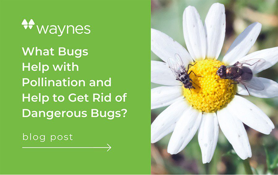 What Bugs Help With Pollination? | Waynes