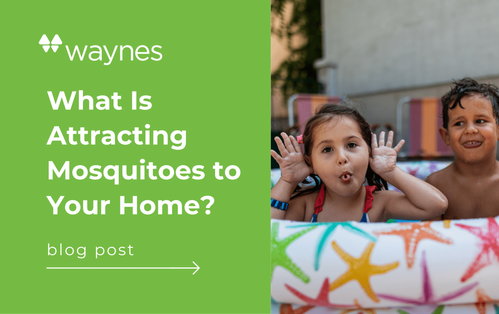 What is Attracting Mosquitoes To Your Home?