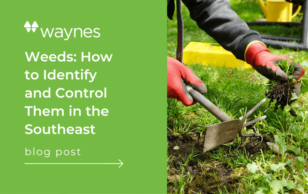 Weeds: How to Identify and Control them in the Southeast | Waynes