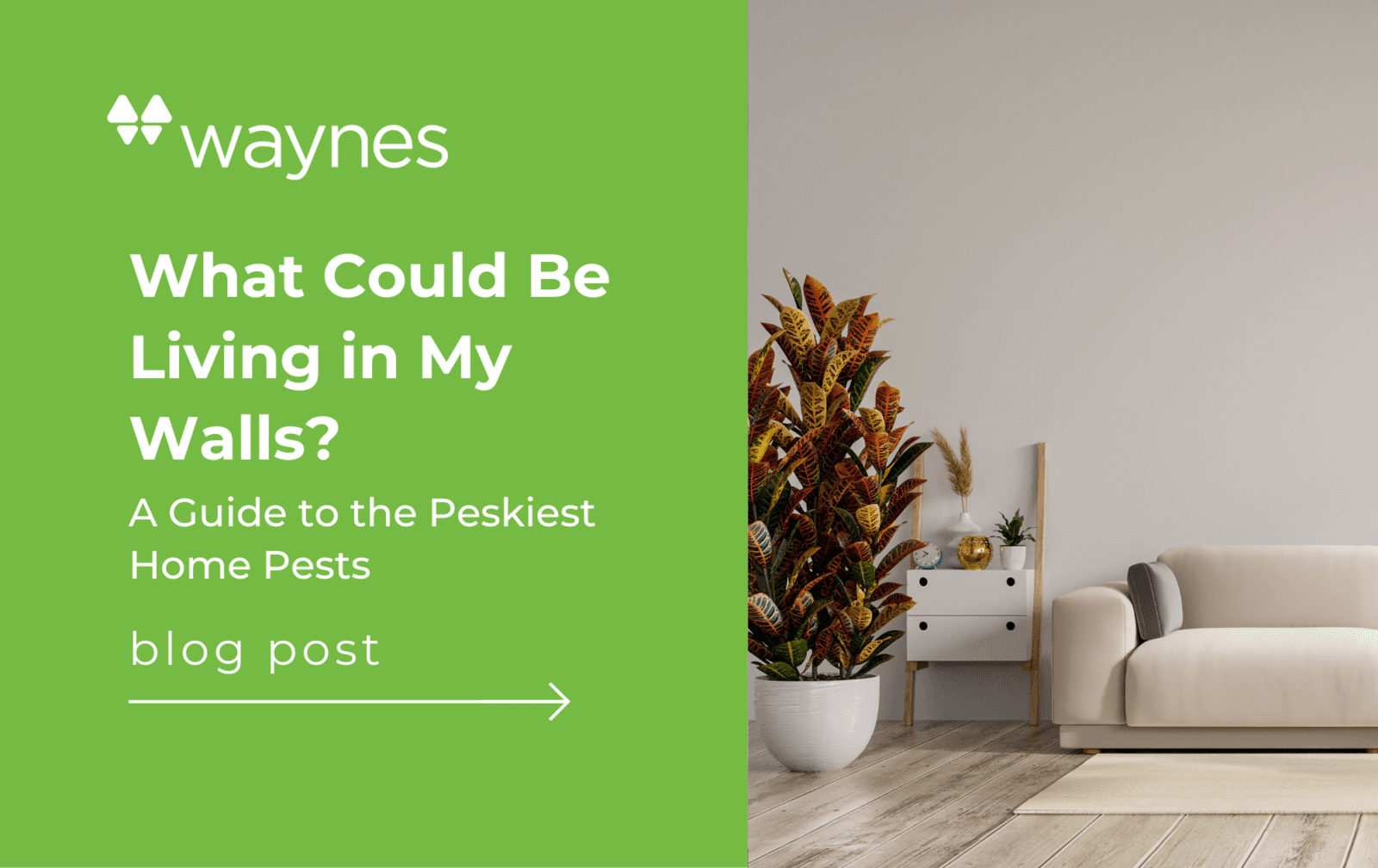 Pest in Walls: How to Identify What You Hear and Get Rid of It