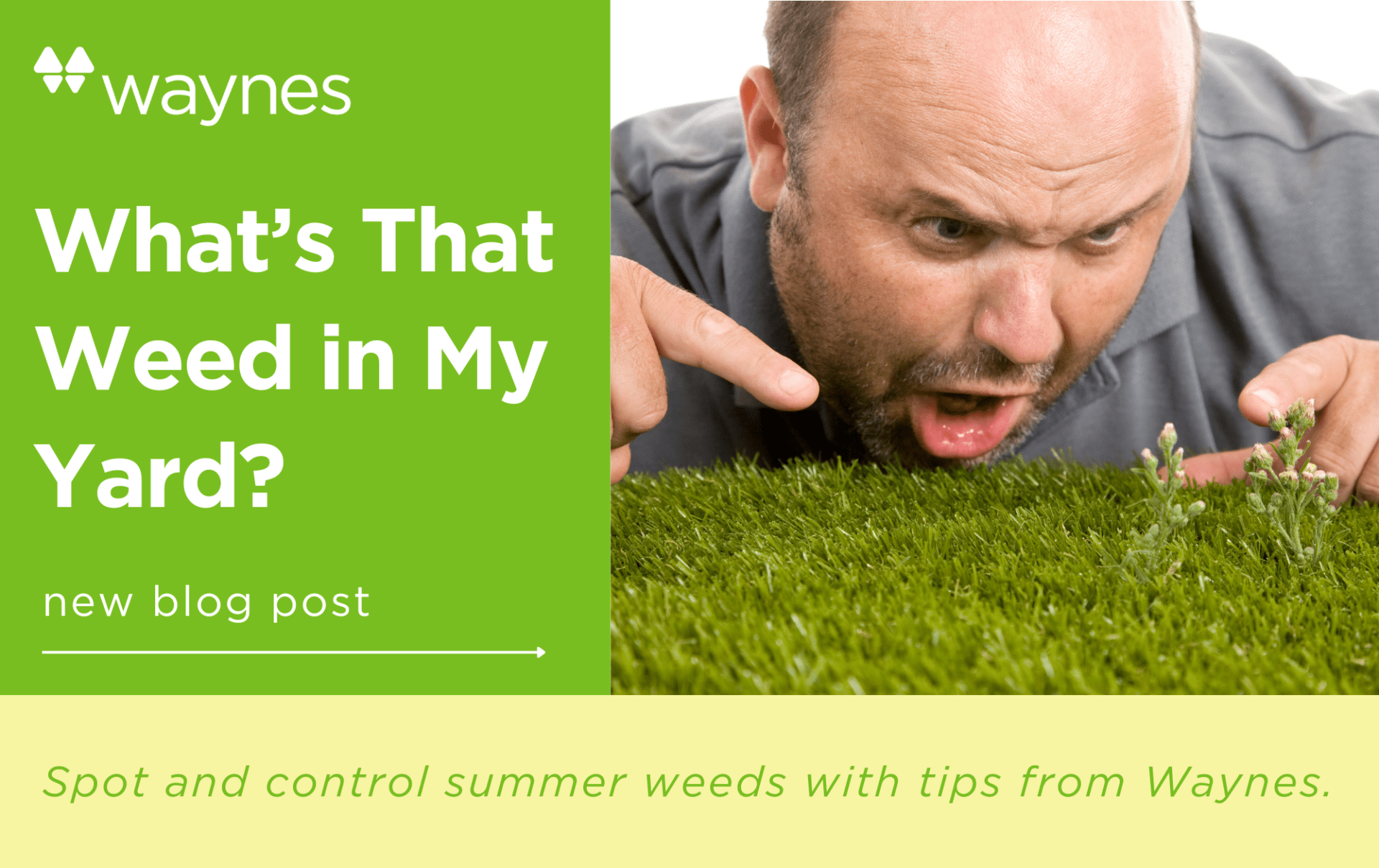 What's That Weed in My Yard? Southern Lawn Weed Tips