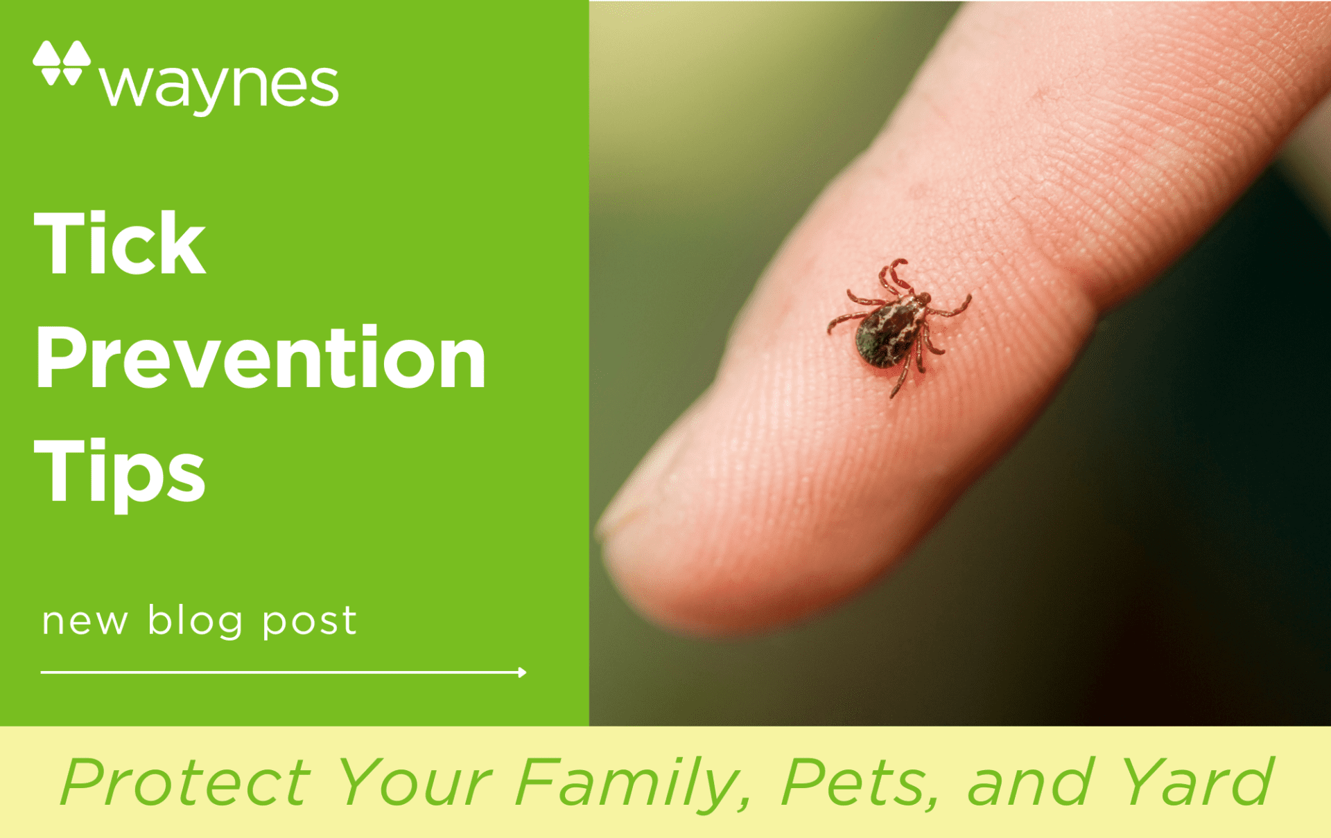 Tick Prevention: Protect Your Family, Pets, and Yard with Waynes Pest ...