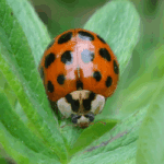 Asian Lady Beetles: The Unwanted “Lady Bugs” Invading This Fall ...