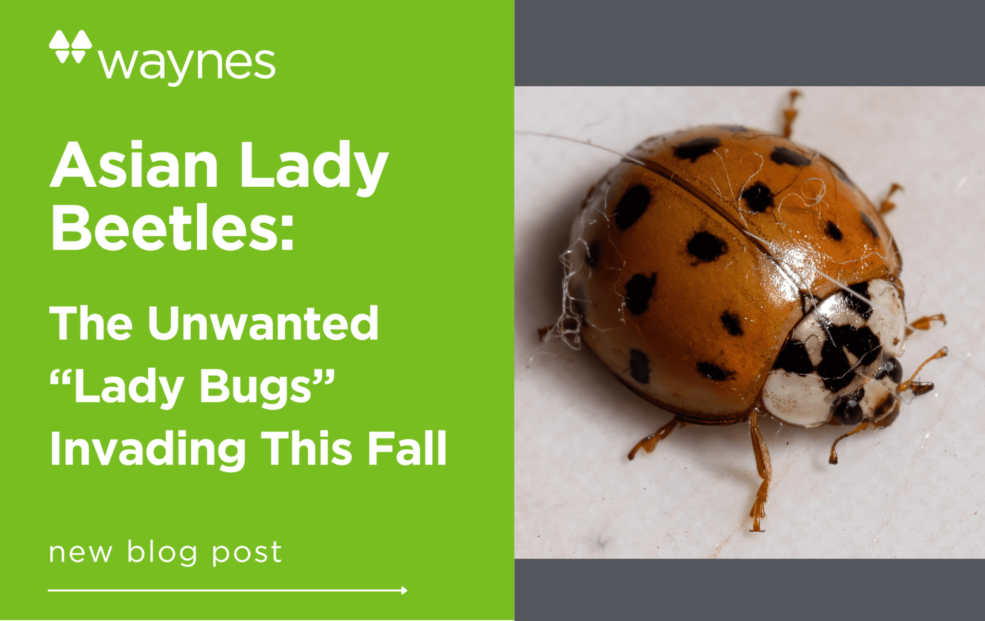 Asian Lady Beetles: The Unwanted “Lady Bugs” Invading This Fall ...