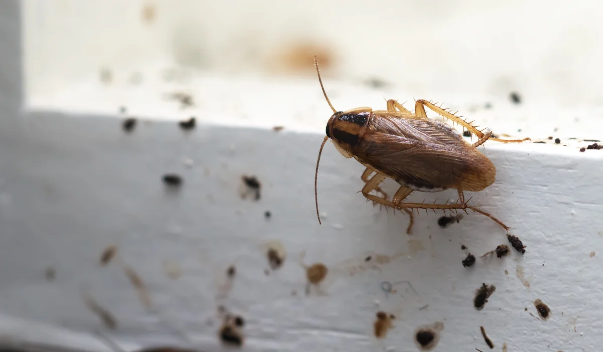 Are there German cockroaches in Chattanooga, TN?