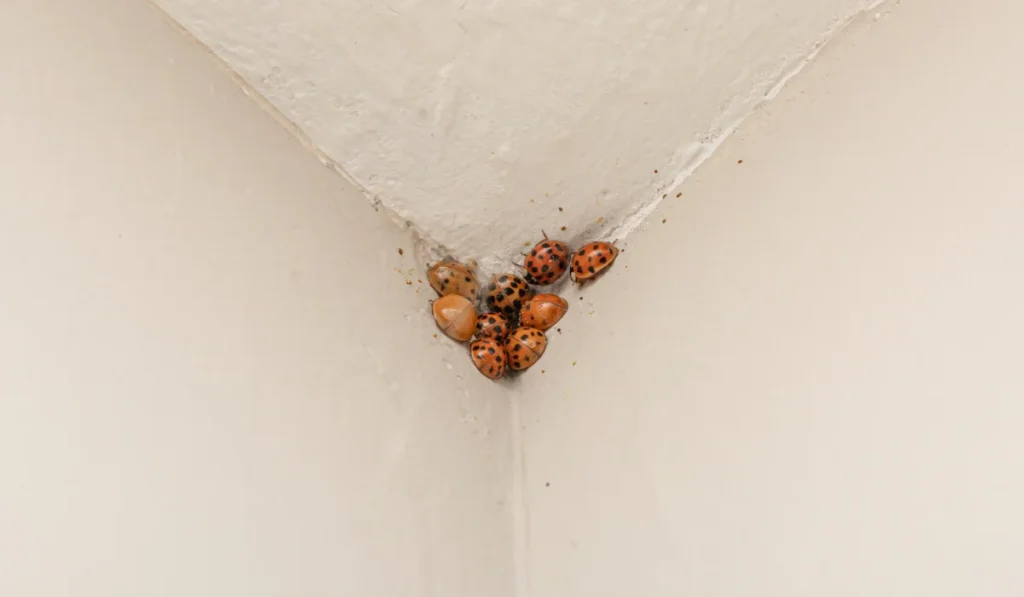 How to Prevent Asian Lady Beetle Infestations in Columbus