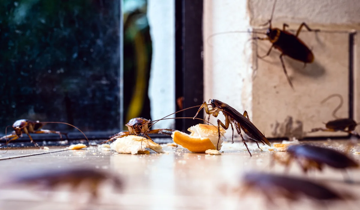 Do Cockroaches Fly? Which Species Can