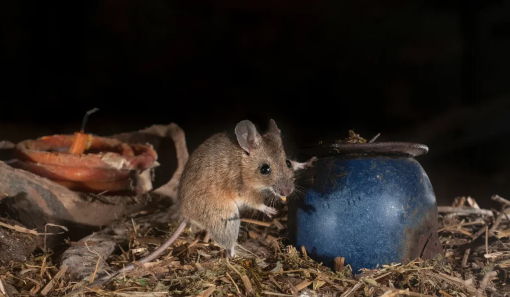Mice In Attic In Nashville, TN: What To Do